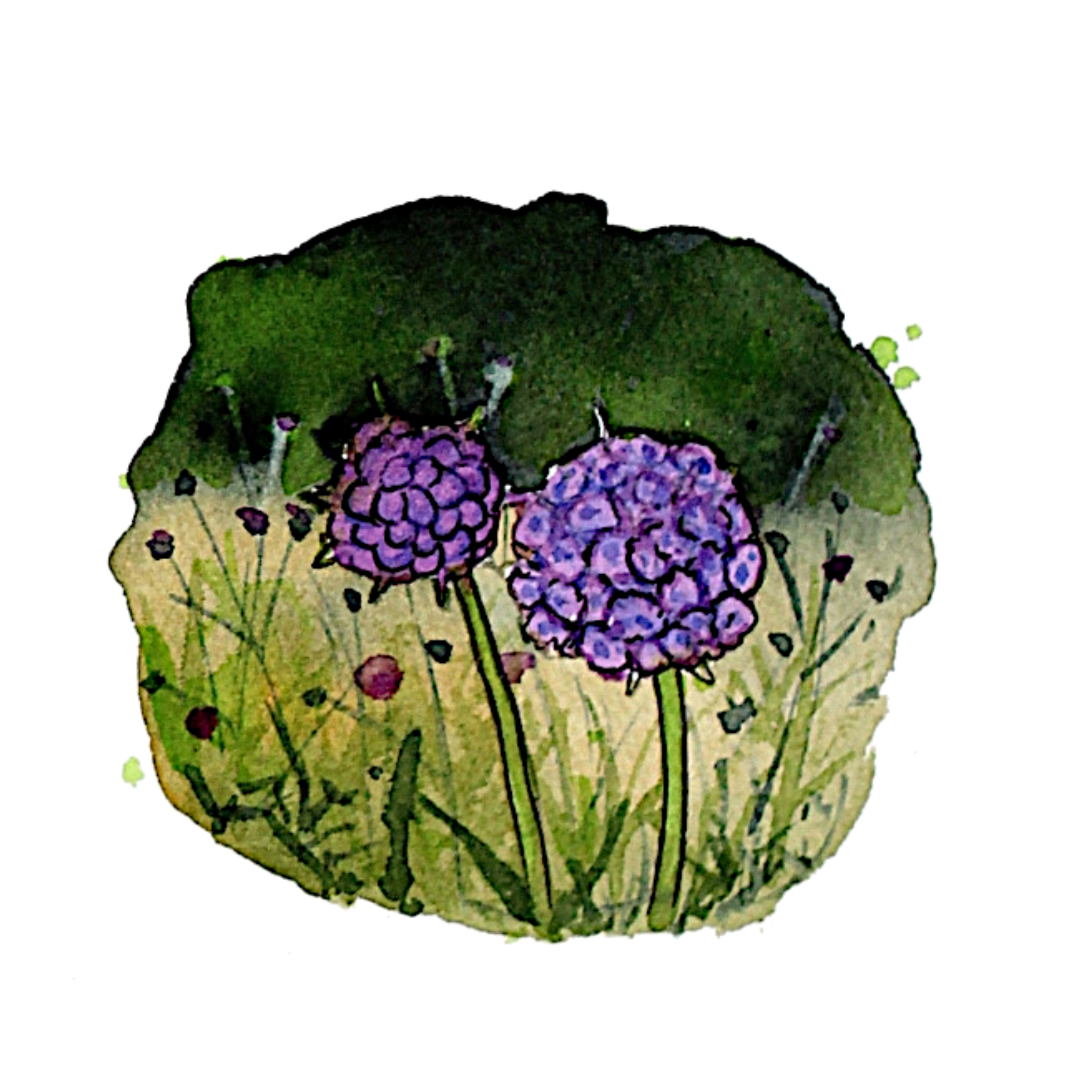 Djævelsbid – Dansk Flora Frø